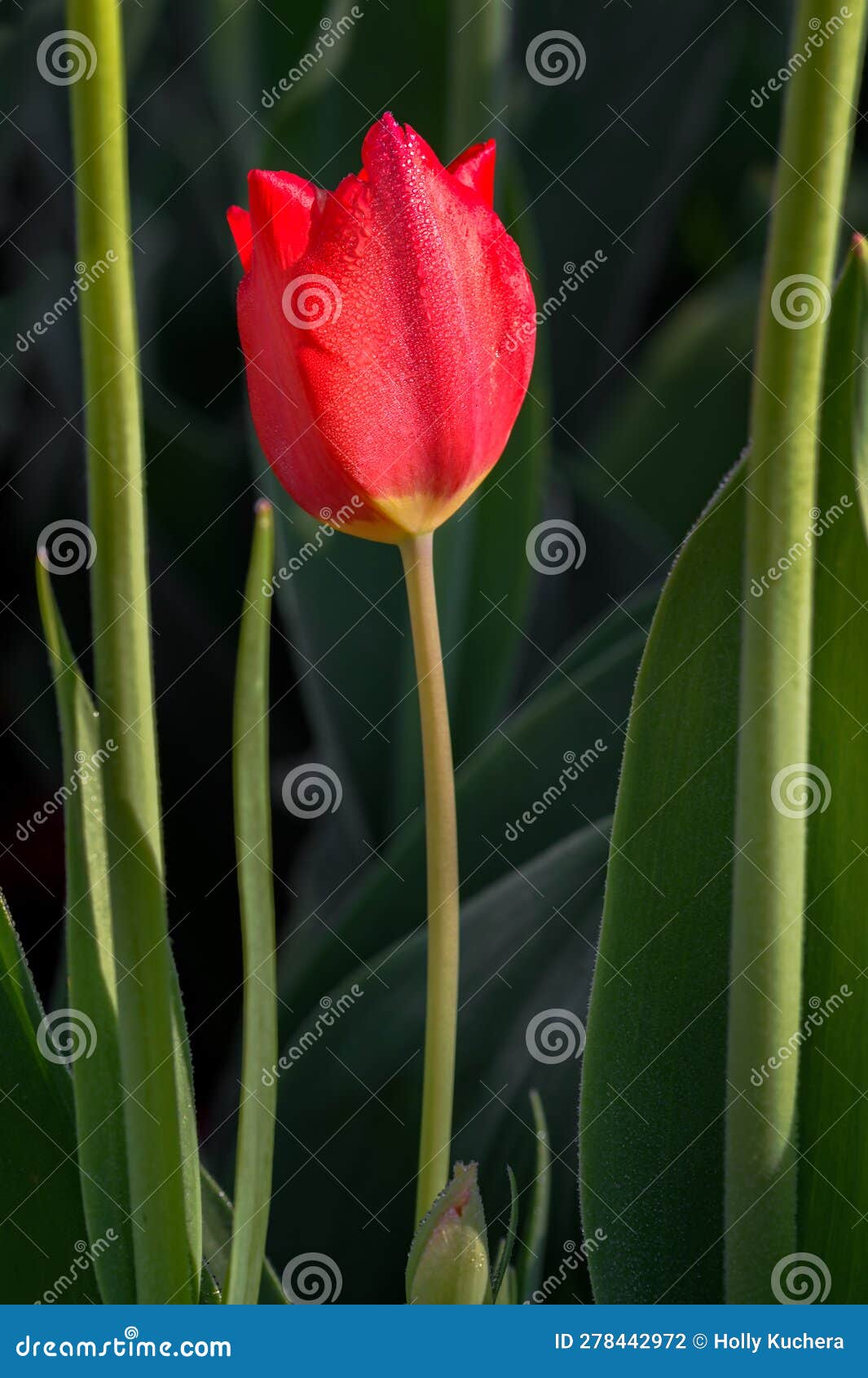 Single Red Tulip Covered with Dew Stock Photo - Image of vivid ...