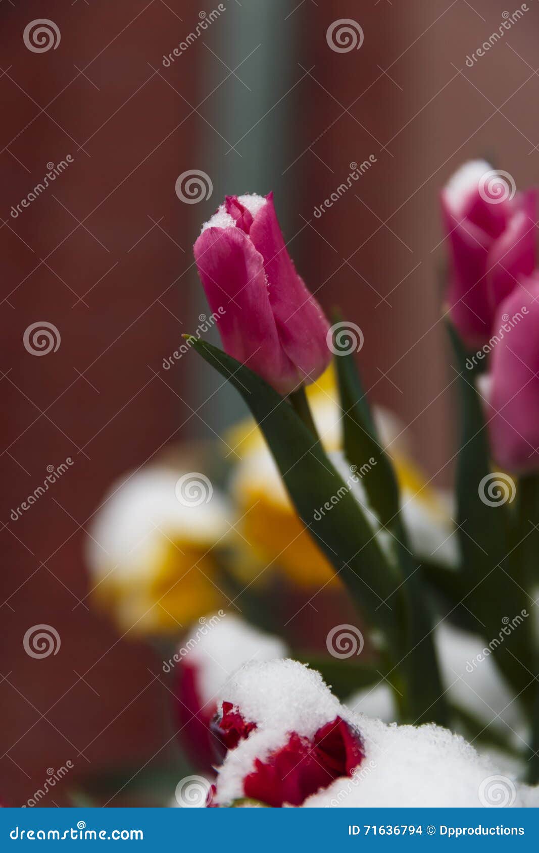 A Single Red Tulip Covered in Snow Stock Photo - Image of ...