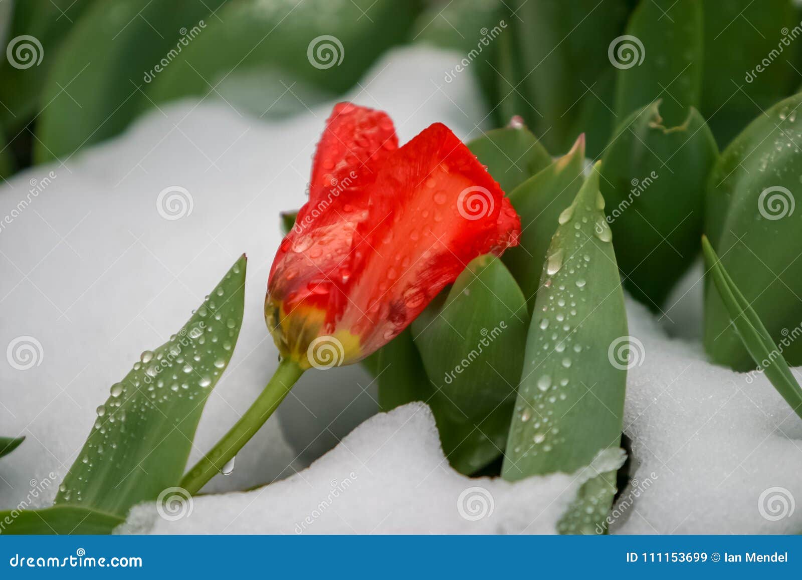 Single Red Tulip after a Freak Spring Snow Storm Stock Image - Image of ...