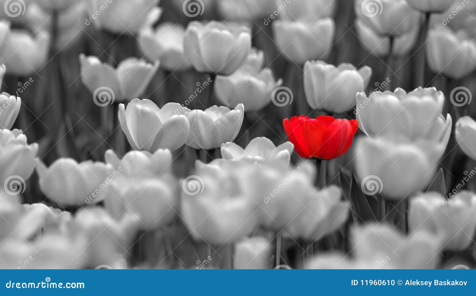 644 Colorless Leaf Photos - Free & Royalty-Free Stock Photos from ...