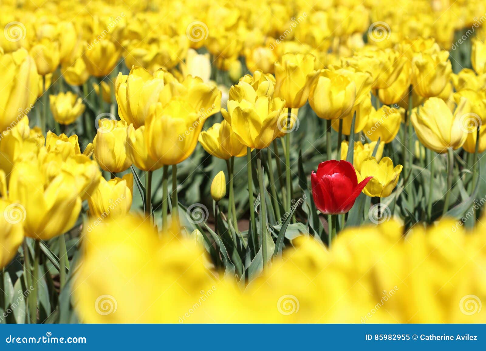 Single Red Tulip stock image. Image of spring, scarlet - 85982955