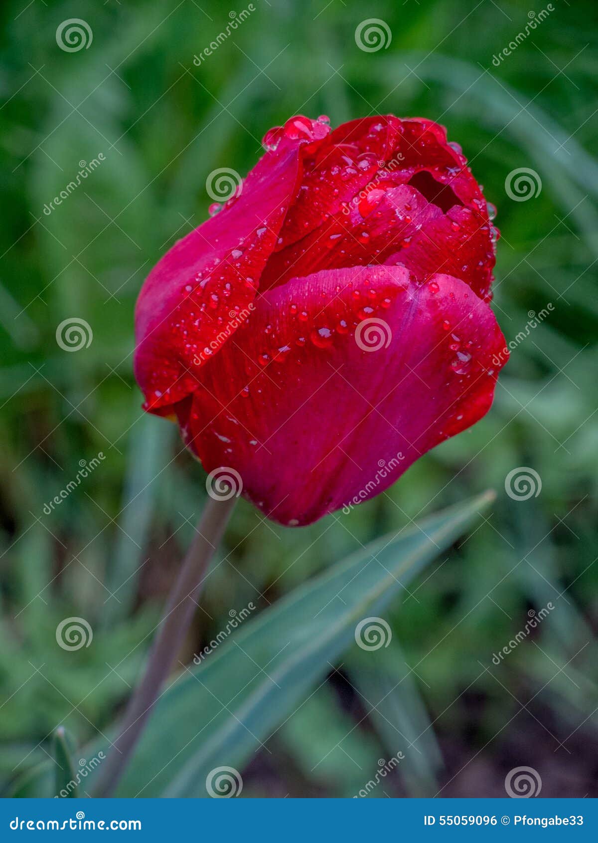 Single red tulip on green stock photo. Image of beauty - 55059096