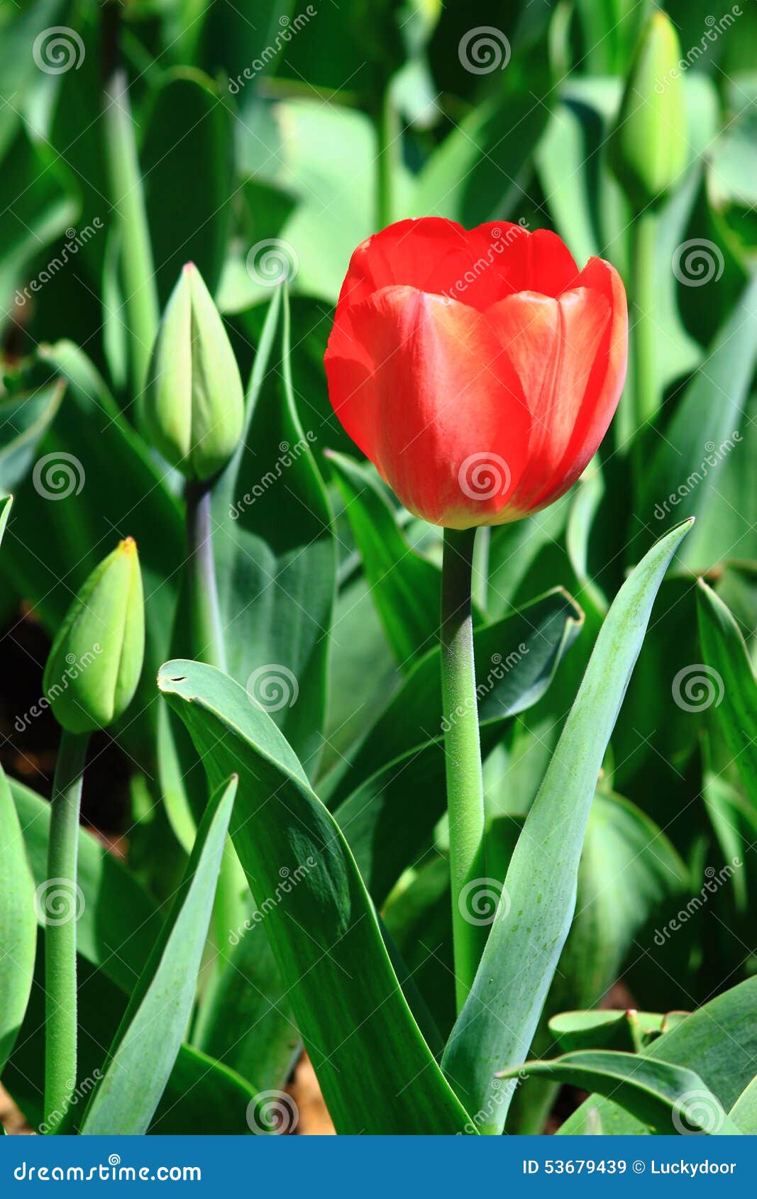 Single Red Tulip Flower stock image. Image of blooming - 53679439