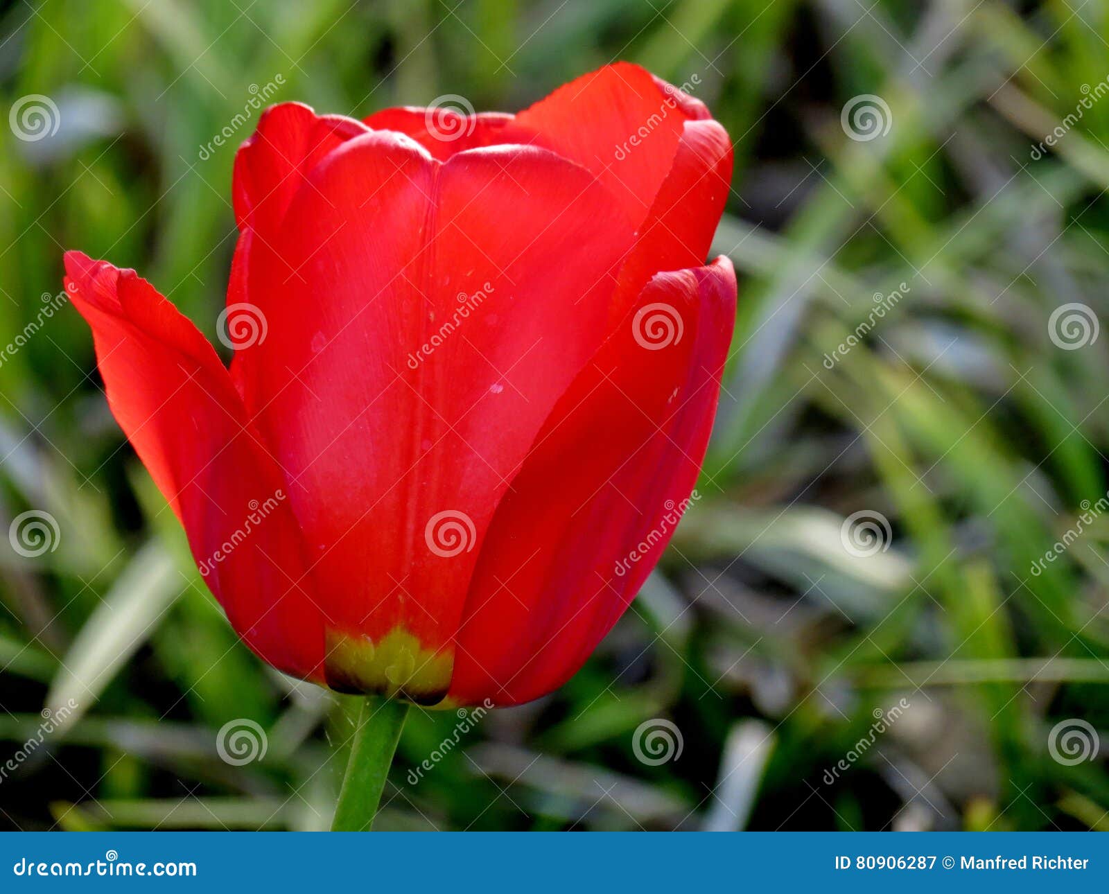 Single red tulip stock image. Image of netherland, single - 80906287
