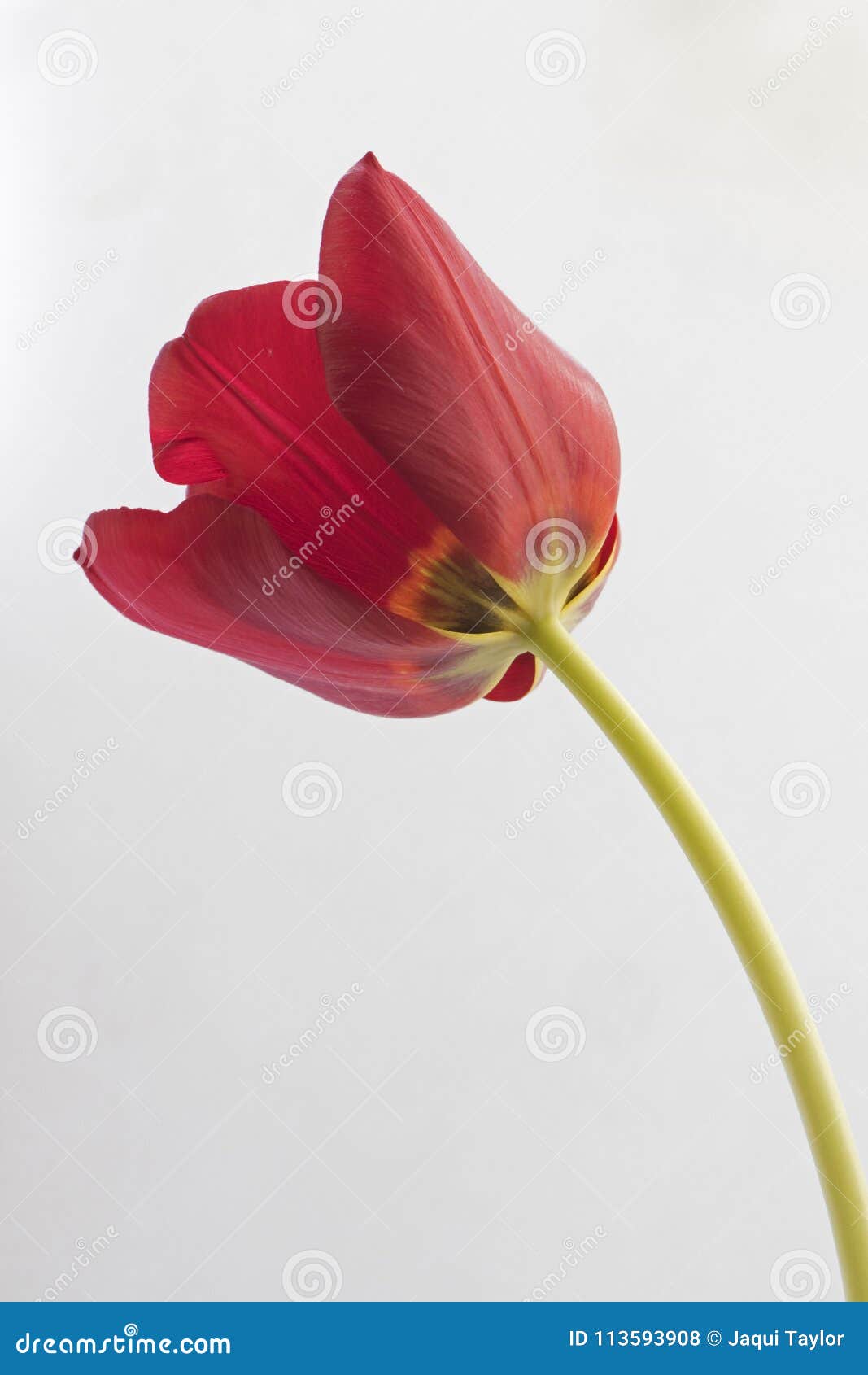 A Single Red Tulip on a White Background Stock Photo - Image of white ...