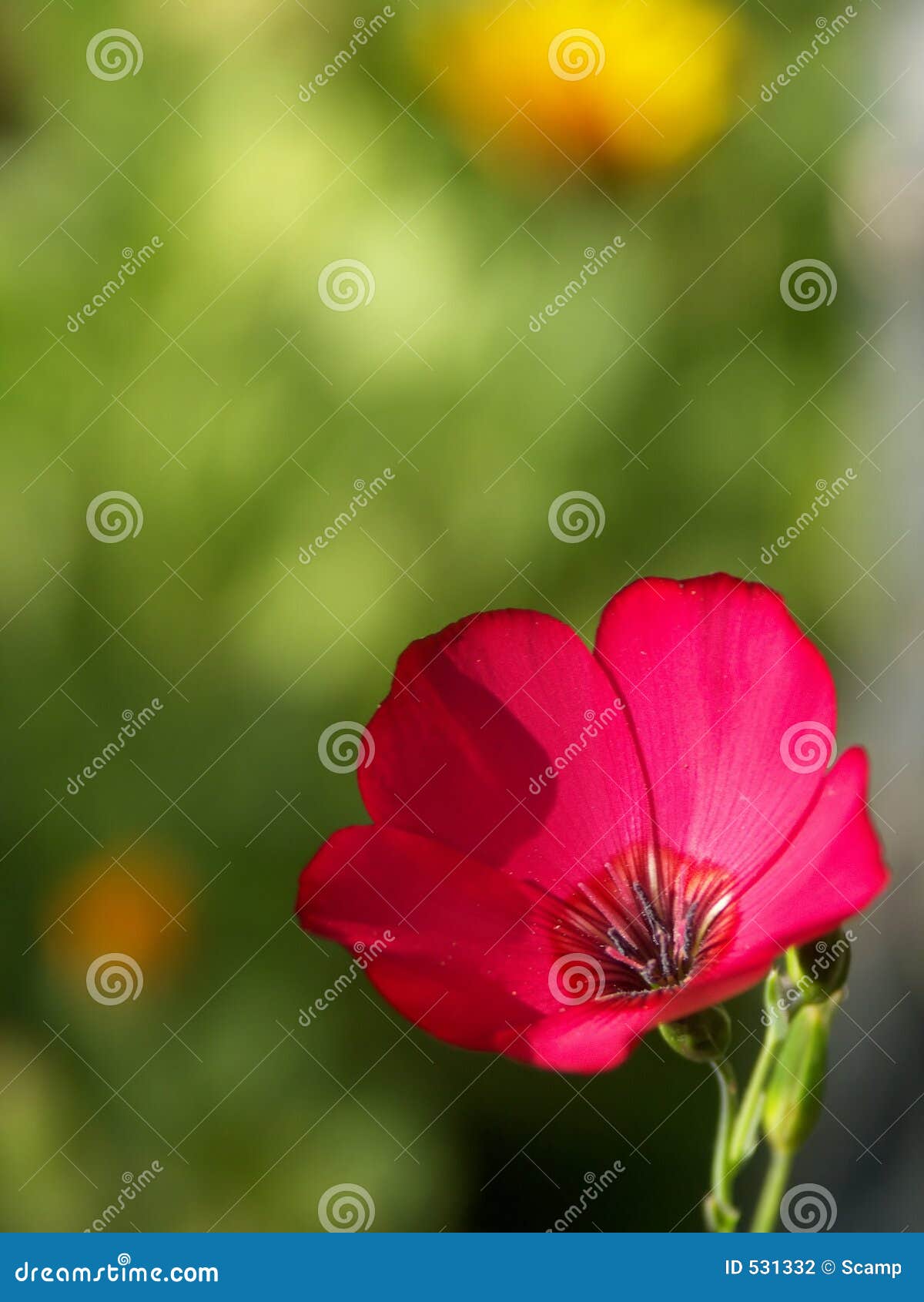 Single Red Wildflower in Field - Flower Macro Stock Photo - Image of ...
