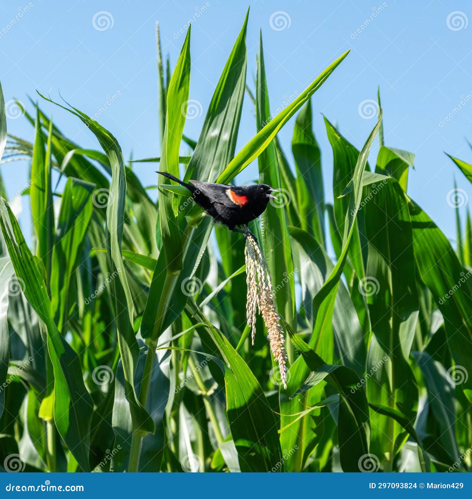 Red Winged Blackbird on Corn Stalks Stock Photo - Image of farm ...