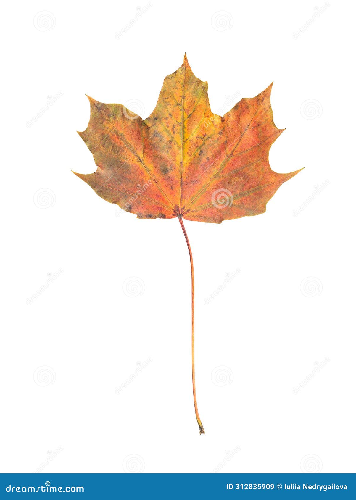 Single Red Yellow Maple Leaf Isolated on White Background Stock Image ...