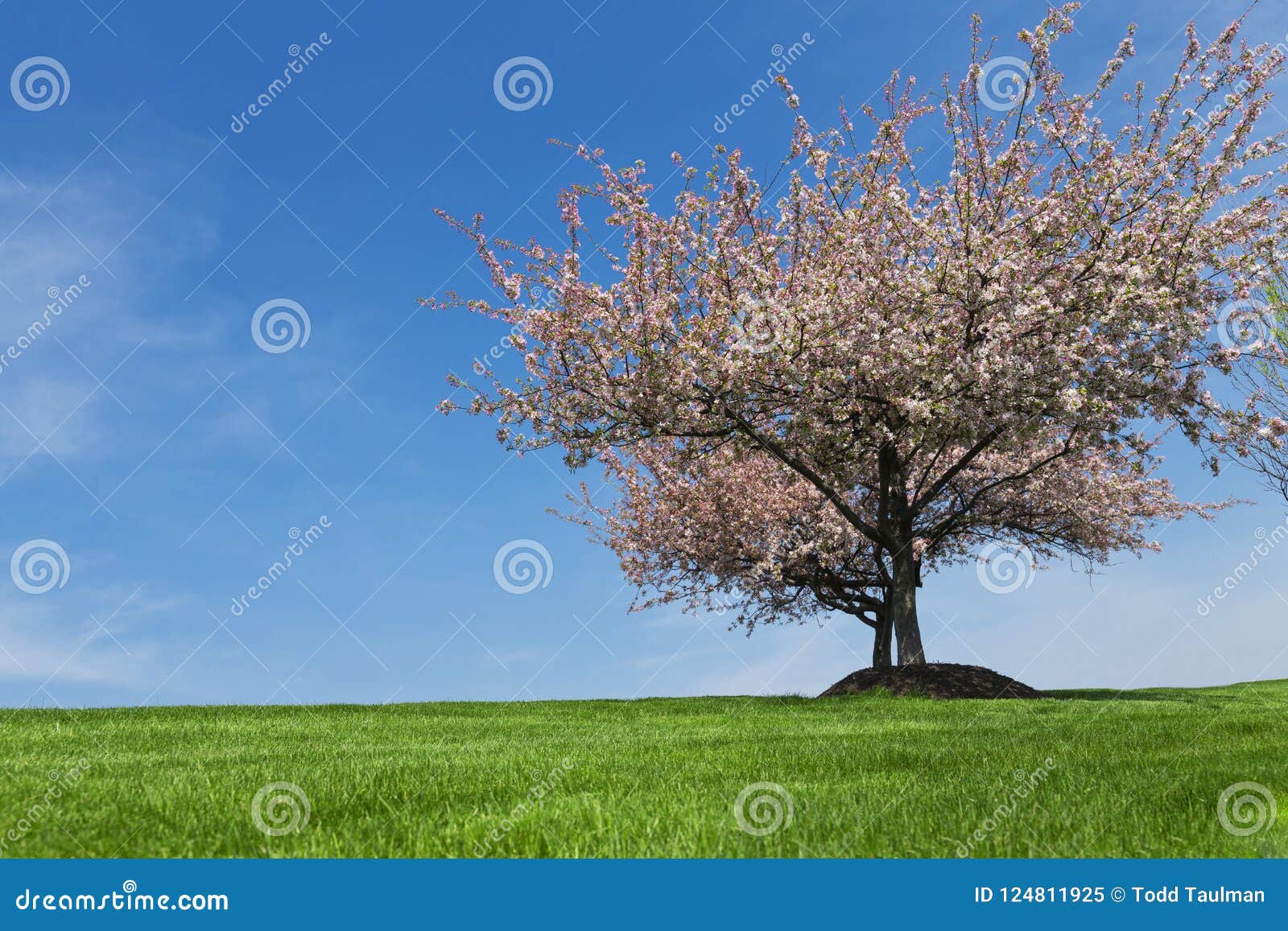 Redbud Tree in Bloom stock image. Image of spring, white - 124811925