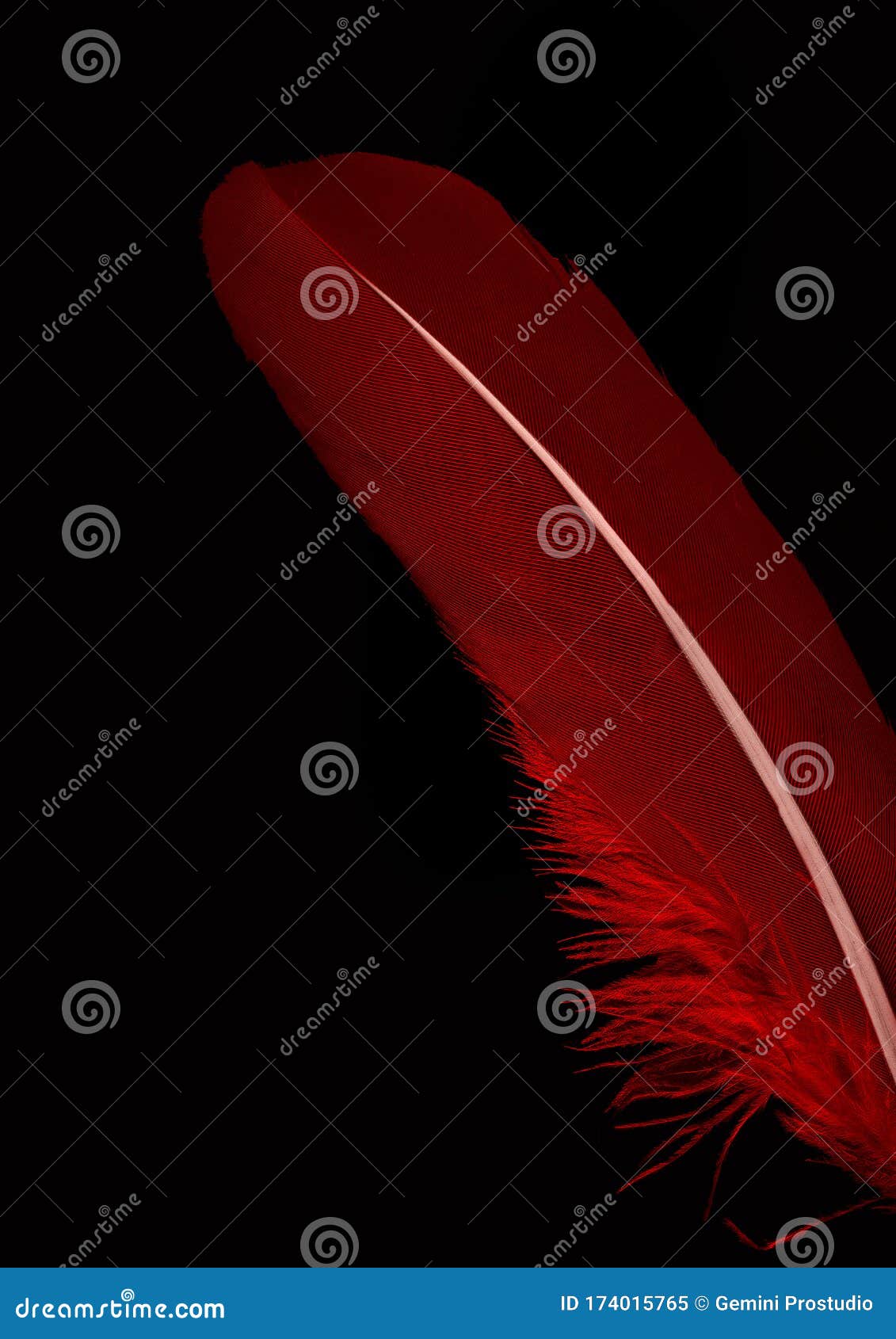 Single Redd Feather Isolated on Black Background Stock Image - Image of ...