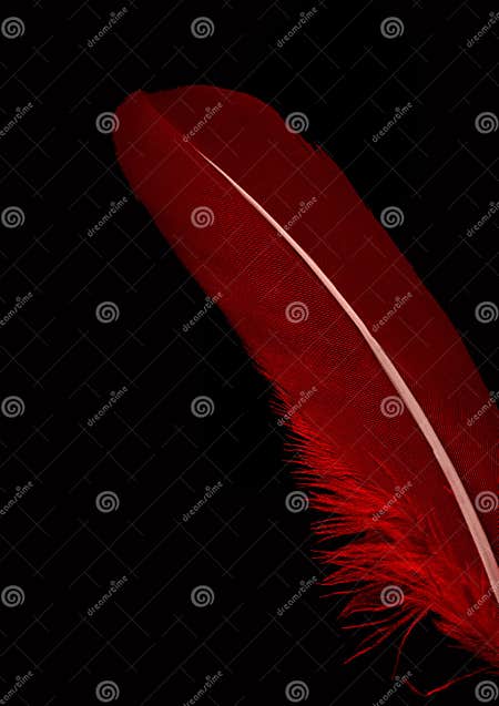 Single Redd Feather Isolated on Black Background Stock Image - Image of ...