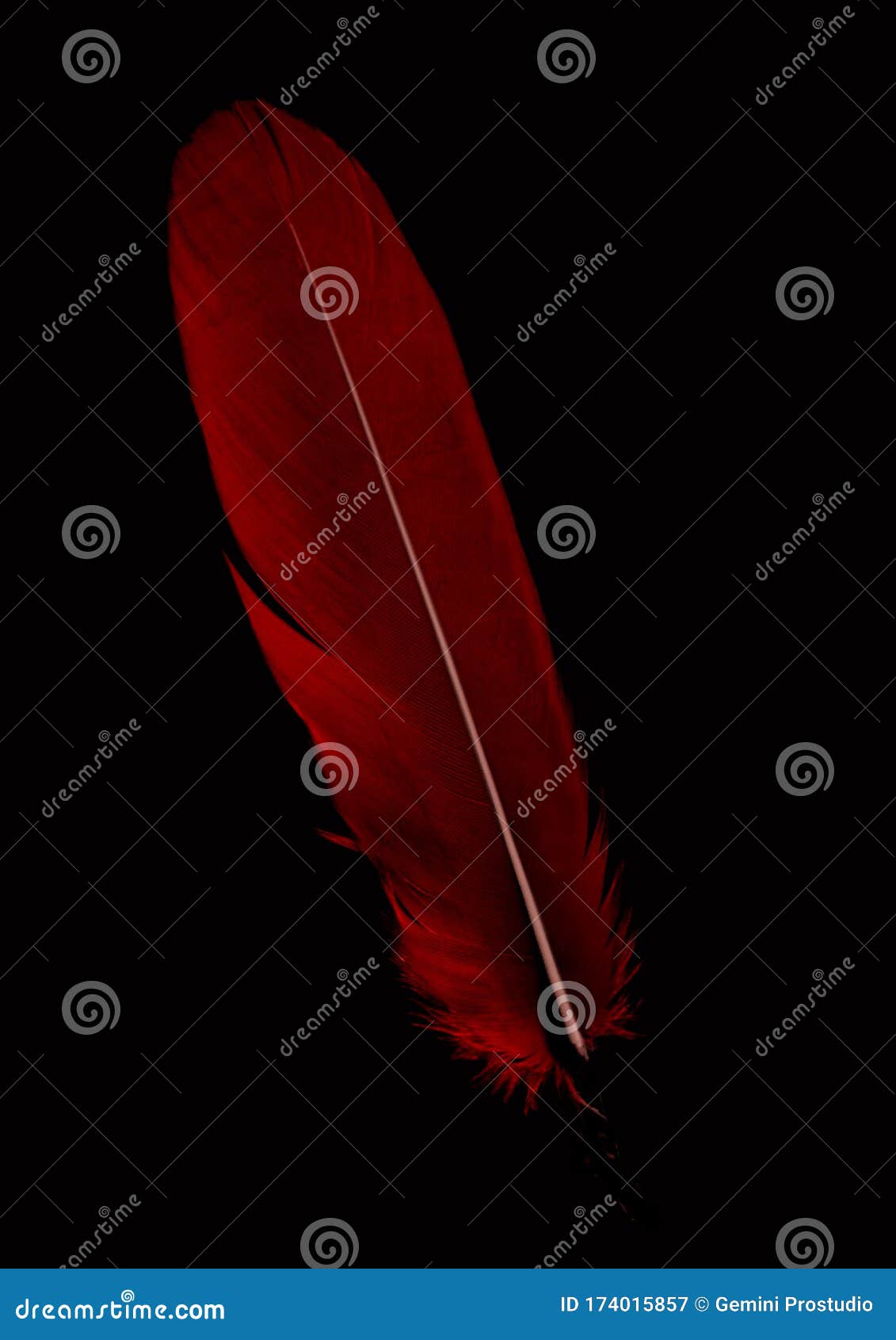 Single Redd Feather Isolated on Black Background Stock Image - Image of ...