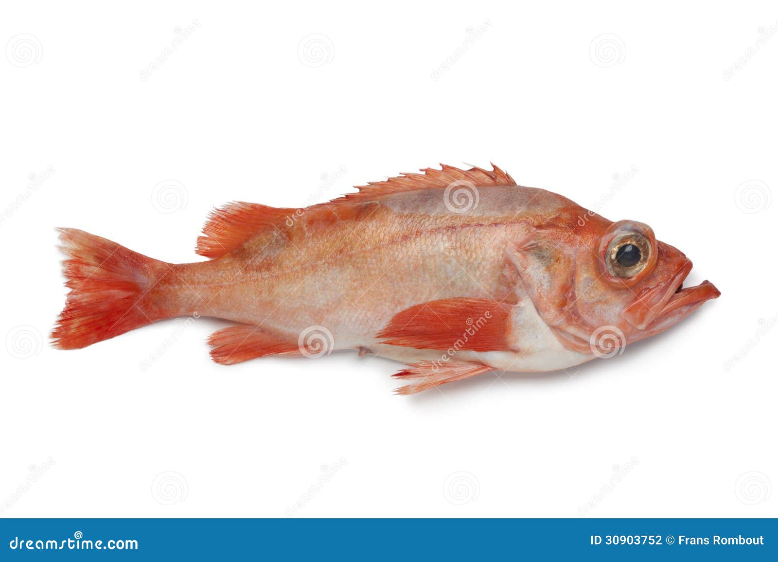 Redfish Royalty-Free Stock Photo | CartoonDealer.com #31533741