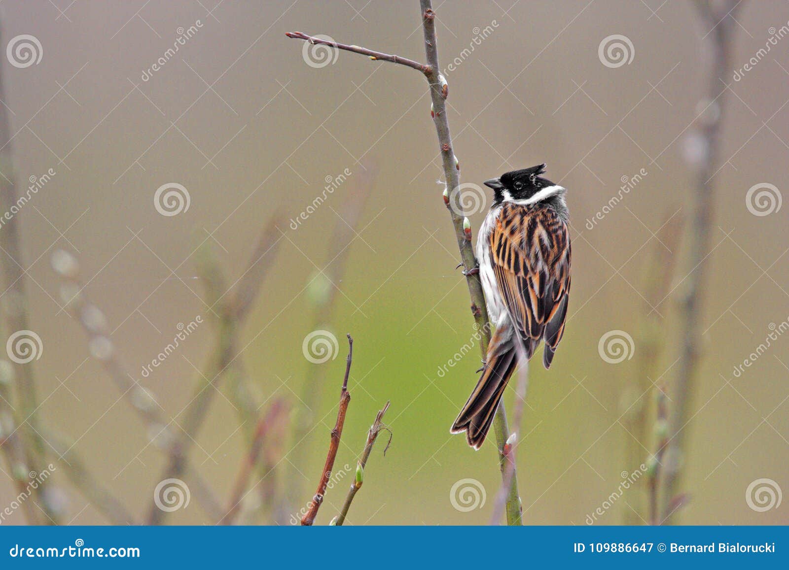 Single Reed Bunting Bird on a Tree Branch during a Spring Nesting ...