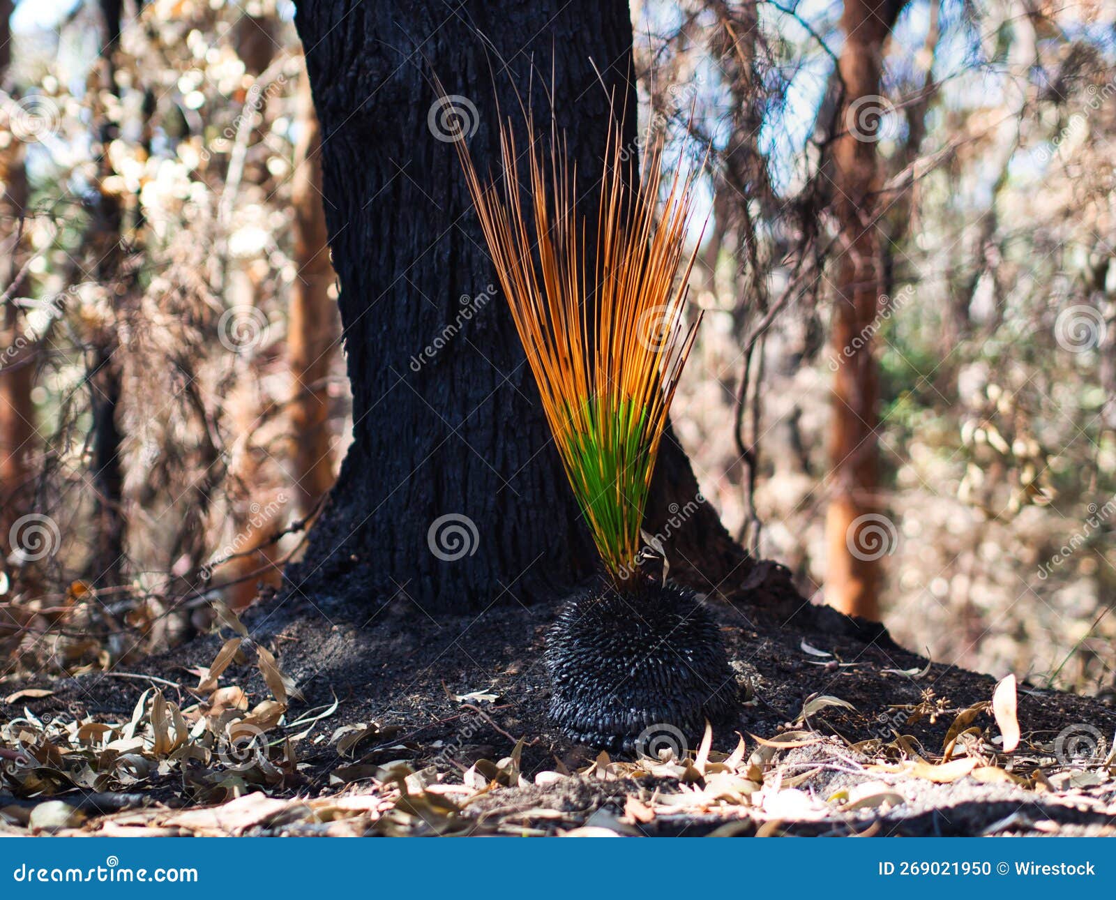 Single Rejuvenating Grass Tree Standing Alone after a Bush Fire Swept ...