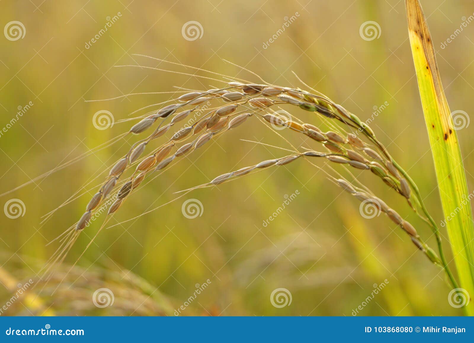 A single rice plant stock photo. Image of paddy, field - 103868080