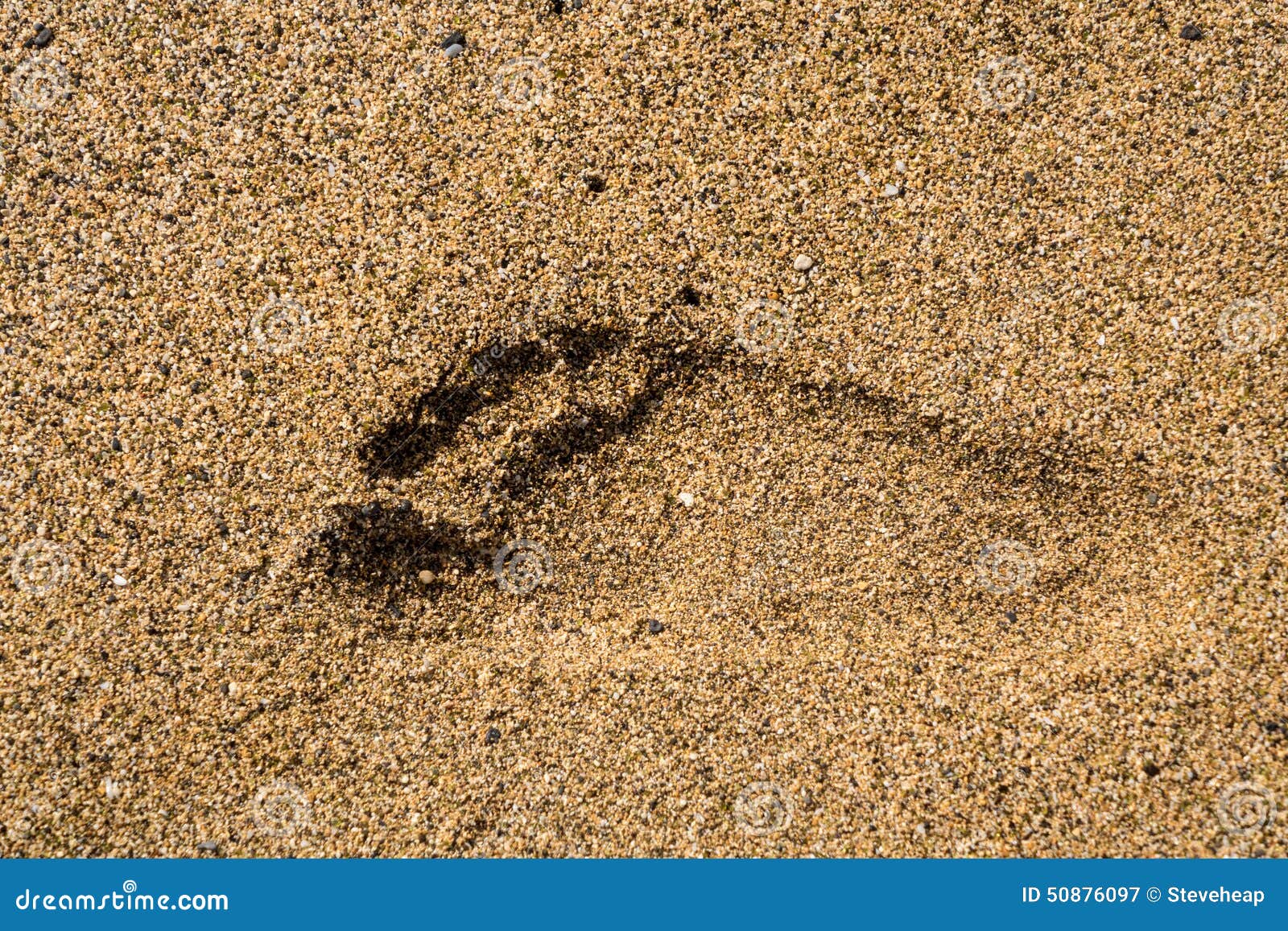 Single Right Foot Print in Sand Stock Image - Image of step, track ...