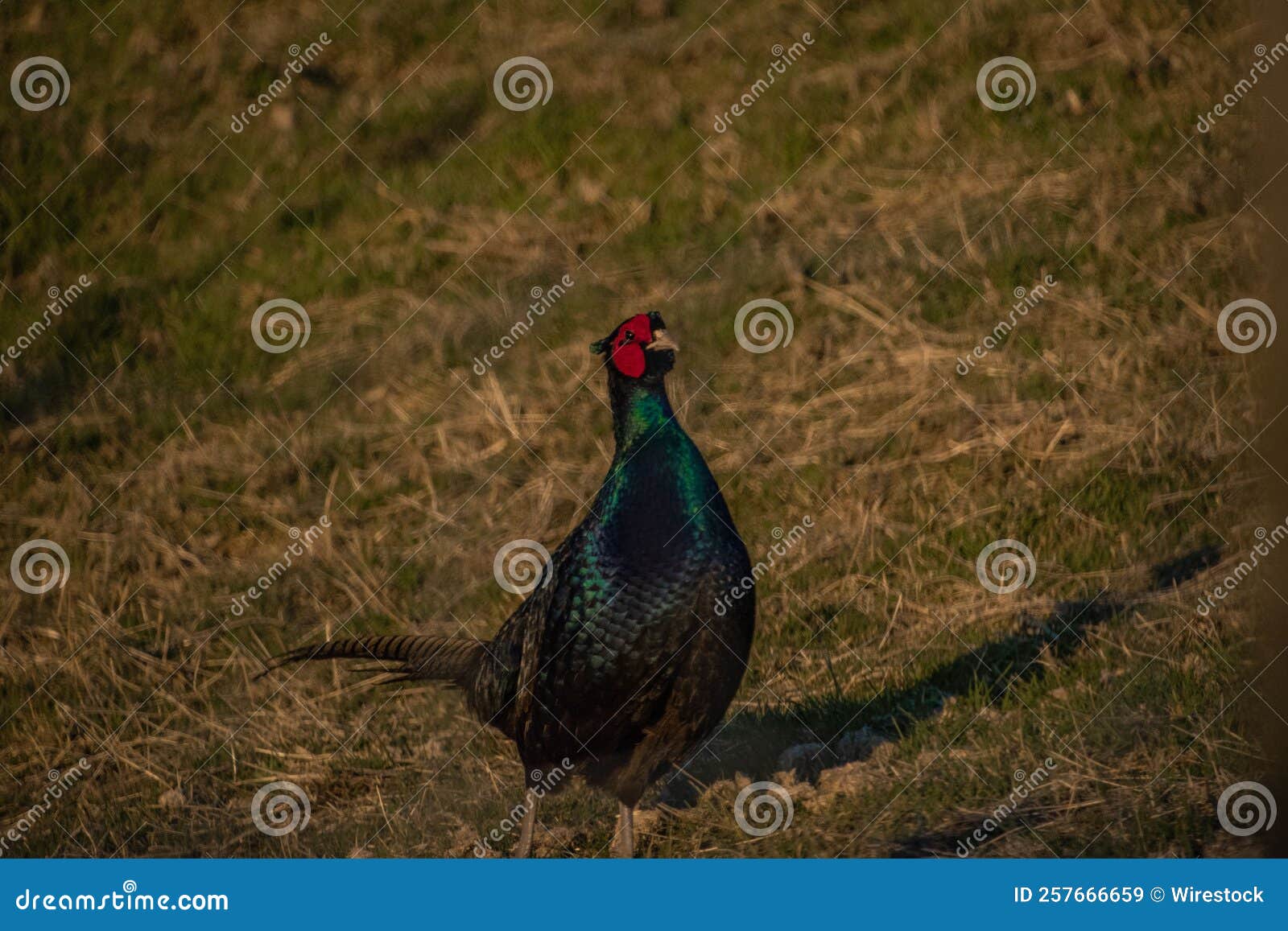 Single Ring-necked Pheasant Walking in the Filed Stock Image - Image of ...