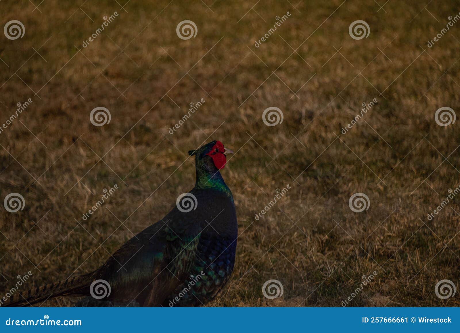 Single Ring-necked Pheasant Walking in the Filed Stock Image - Image of ...
