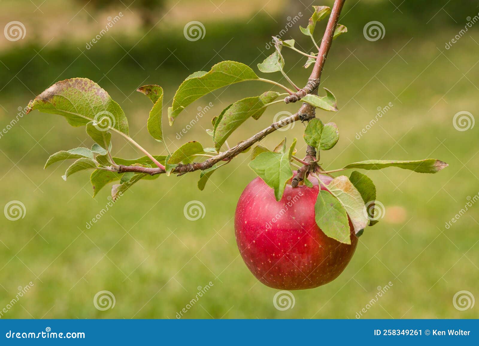 Single Ripe Apple Hanging from Vine Stock Image - Image of nature ...