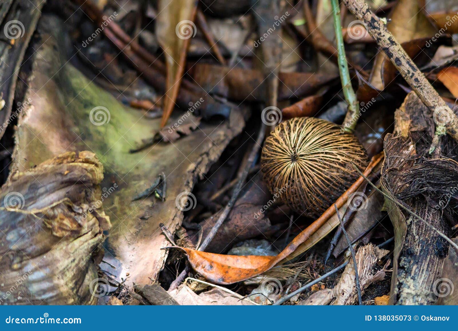 Single Ripe Balsa Tree Fruit on Ground Under Trees Stock Image - Image ...