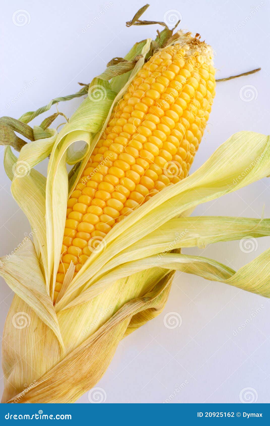 Single ripe corn cob stock photo. Image of isolated, cereal - 20925162
