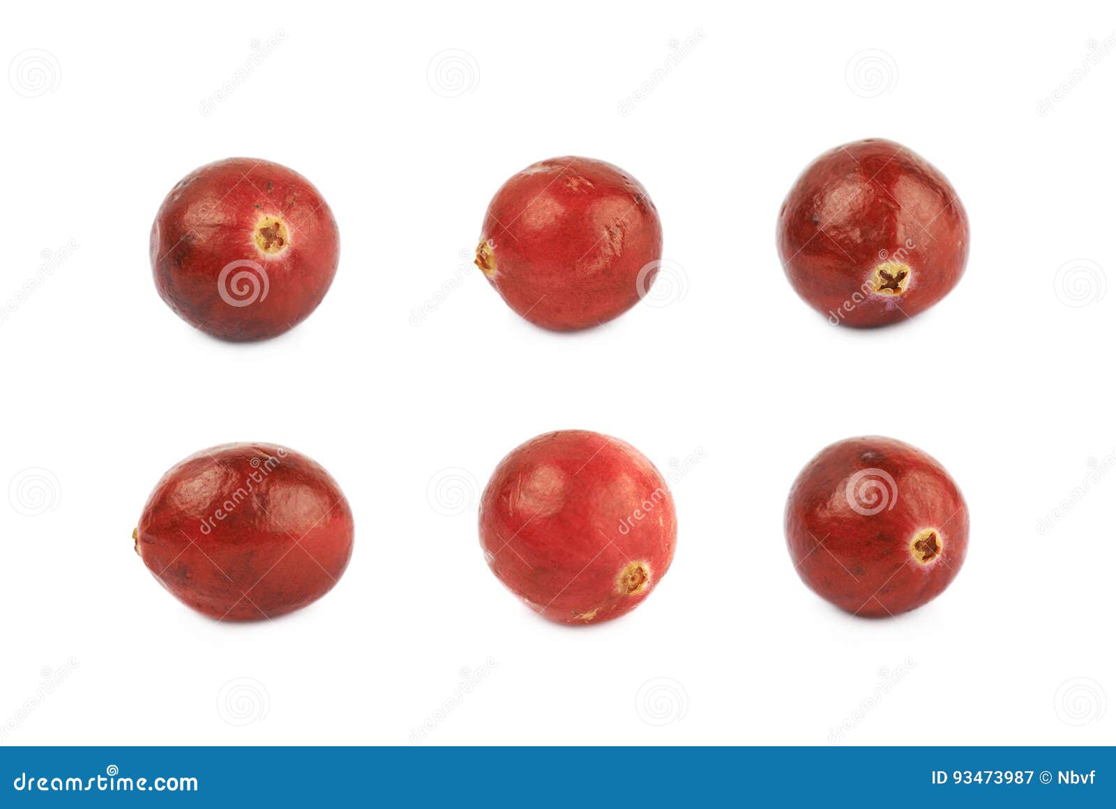 Single Ripe Cranberry Isolated Stock Image - Image of freshness, eating ...