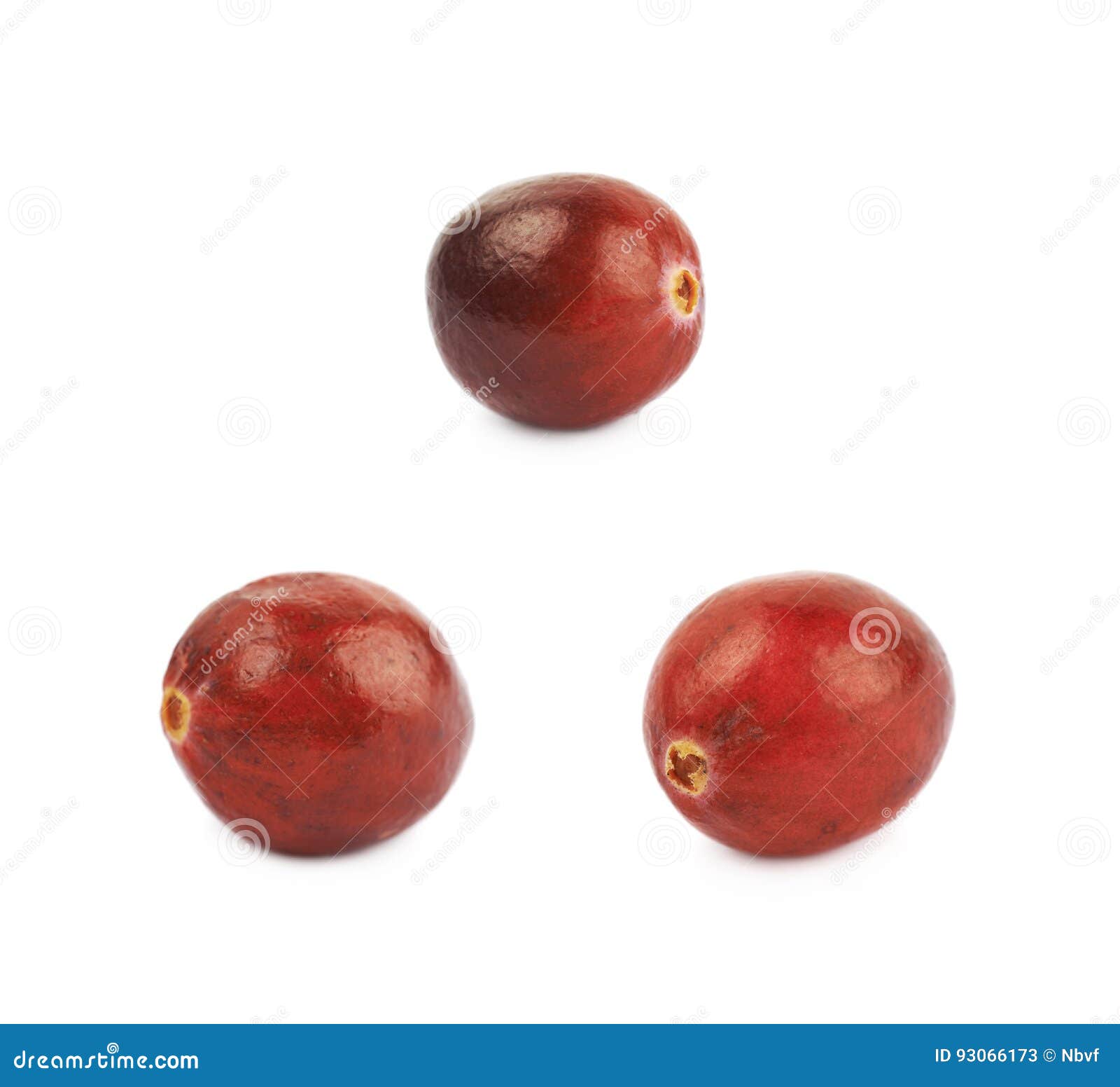 Single Ripe Cranberry Isolated Stock Image - Image of plant, nature ...