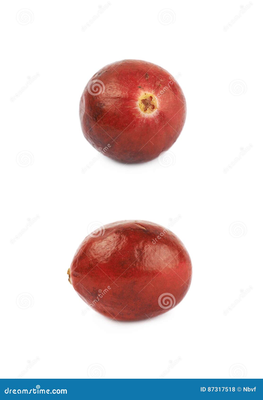 Single Ripe Cranberry Isolated Stock Photo - Image of light, eating ...