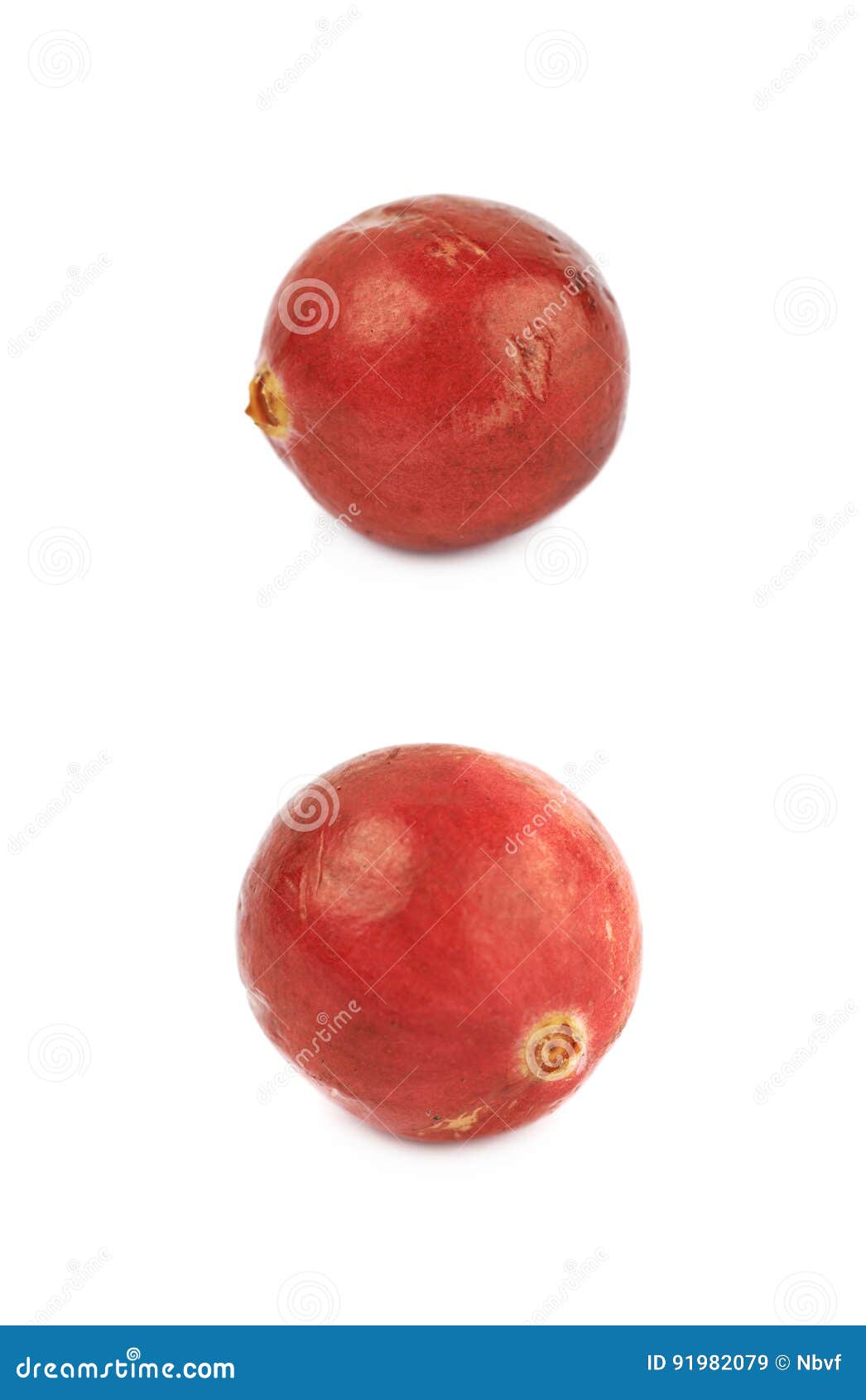 Single Ripe Cranberry Isolated Stock Image - Image of large, cranberry ...