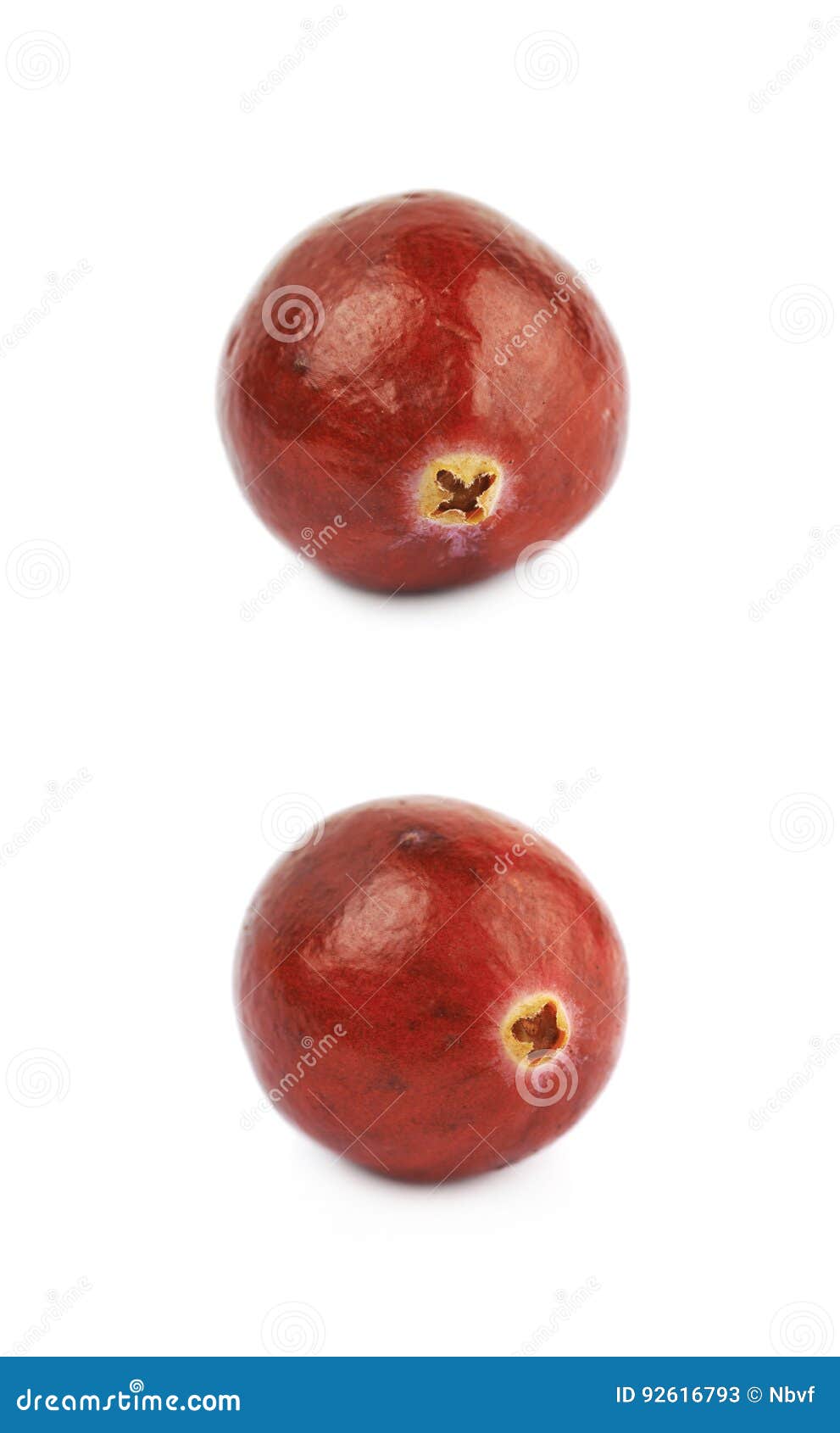 Single Ripe Cranberry Isolated Stock Image - Image of organic, color ...