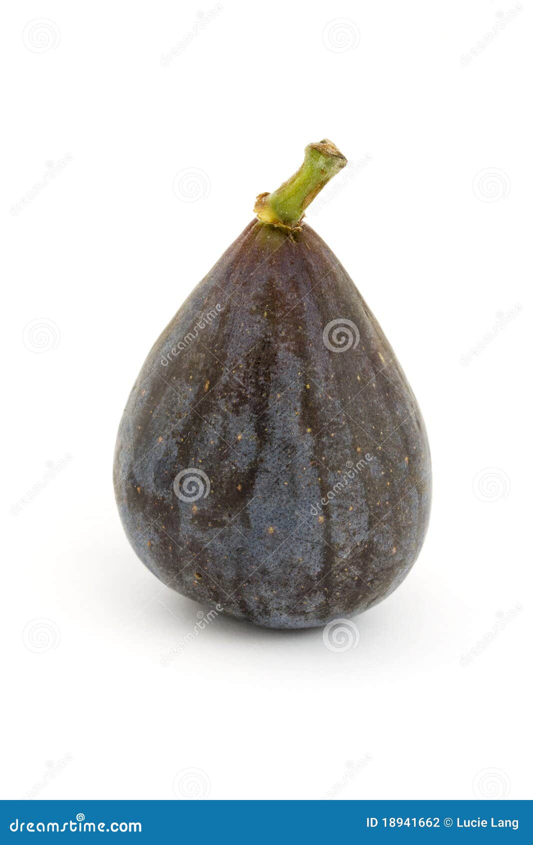Single ripe fig over white stock photo. Image of healthy - 18941662