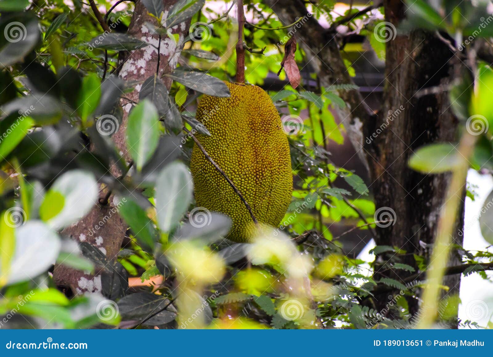 A Single Ripe Jackfruit Hanging on Jack Fruit Tree Stock Image - Image ...