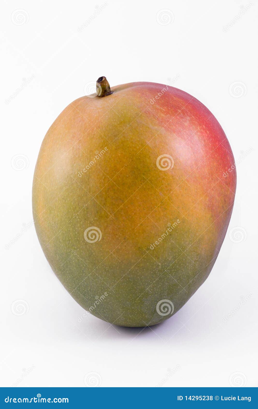 Single ripe mango stock photo. Image of mango, appetizing - 14295238