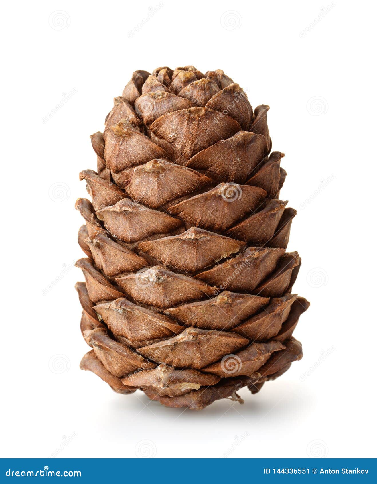 Single ripe pine cone stock image. Image of macro, close - 144336551