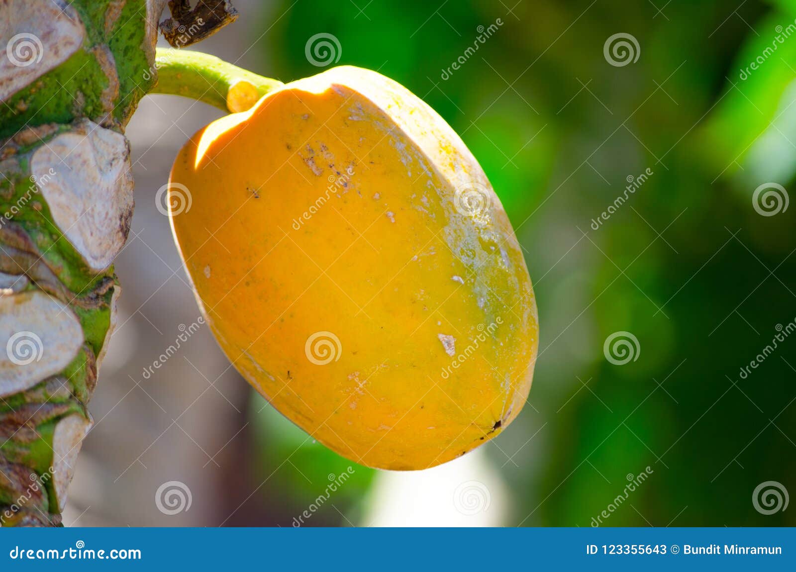Single Papaya Stock Images - Download 615 Photos