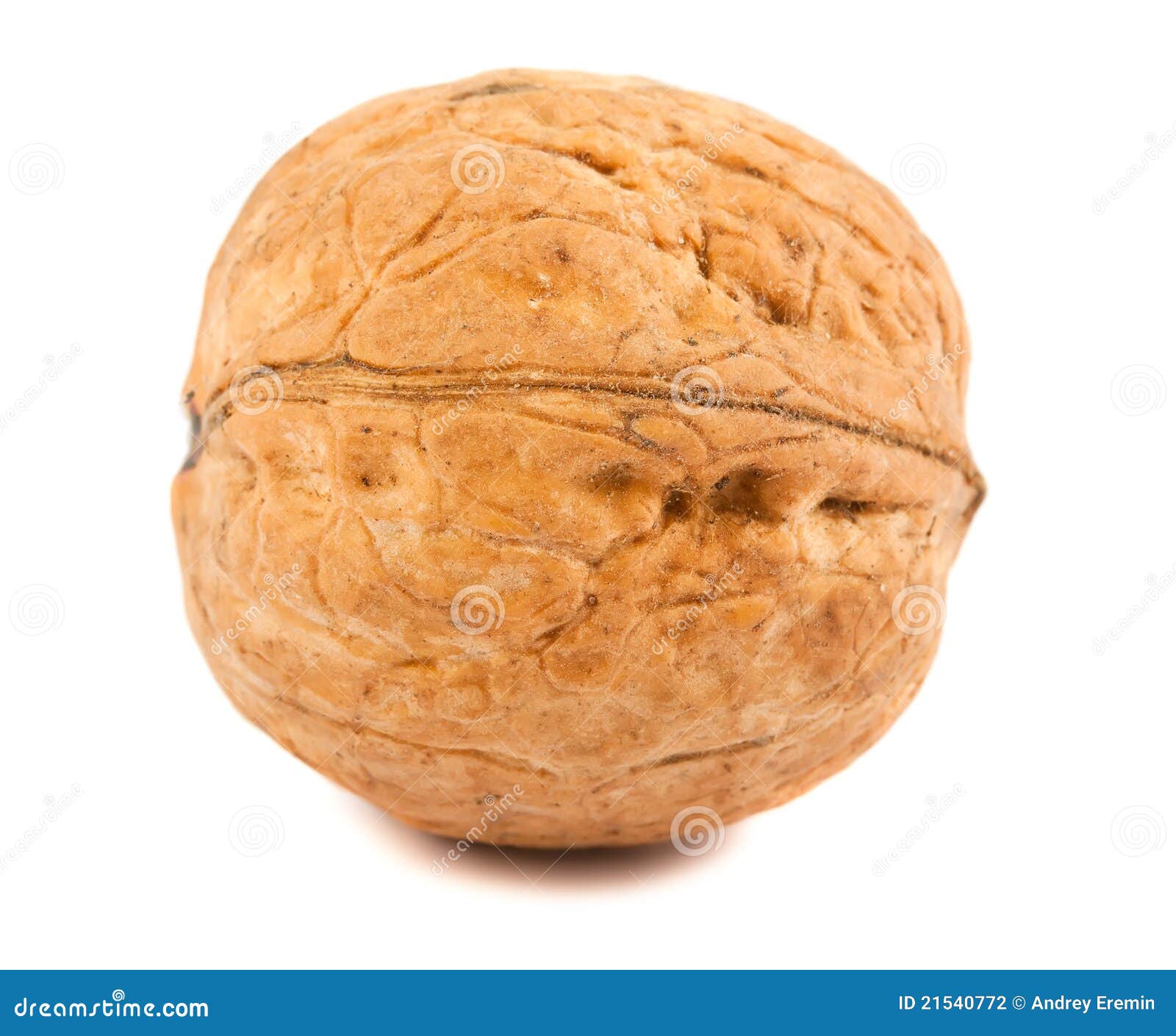 Single ripe walnut stock photo. Image of nutty, closeup - 21540772