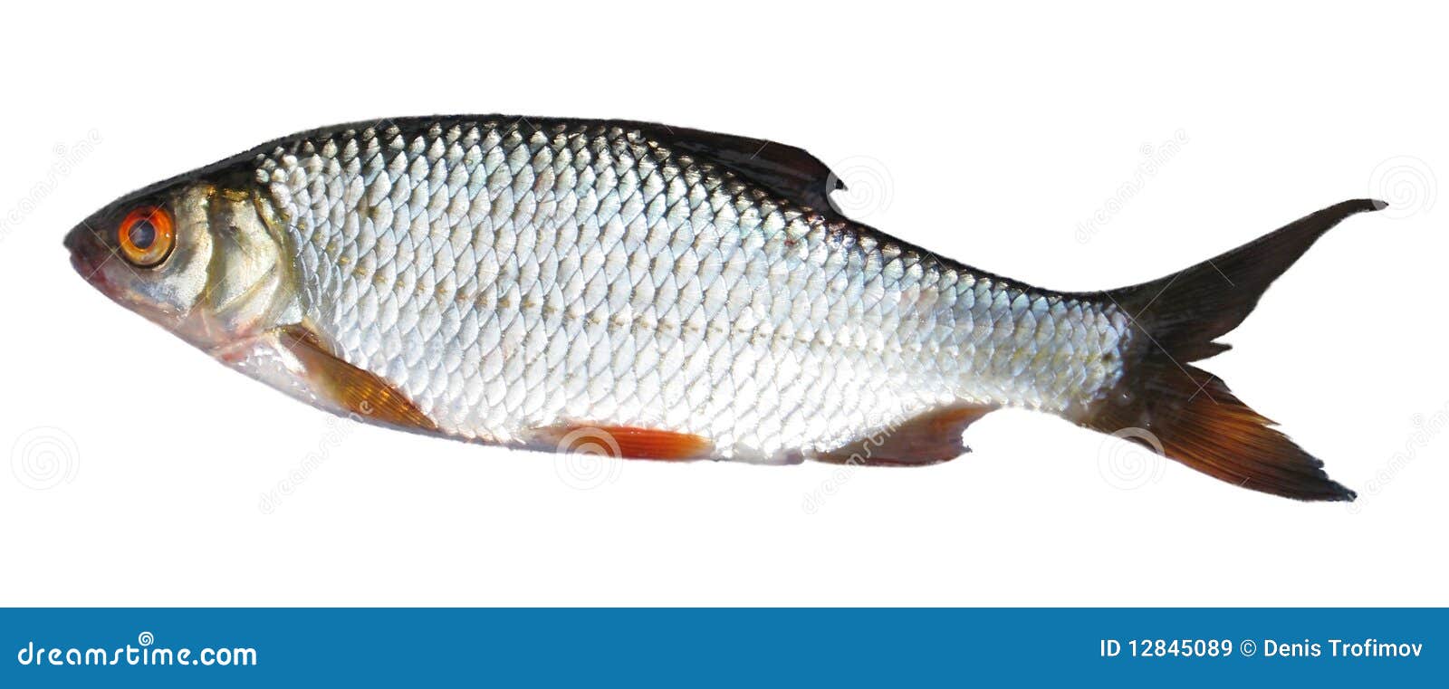 Single river fish stock image. Image of nature, animal - 12845089