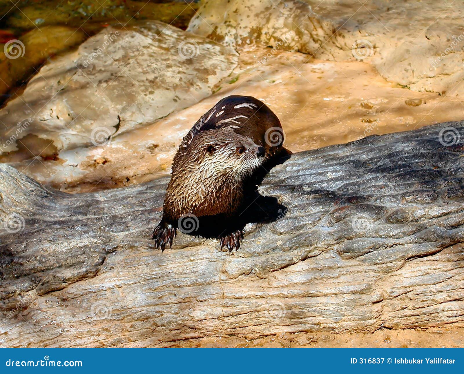 Single River Otter stock image. Image of rock, aquatic - 316837