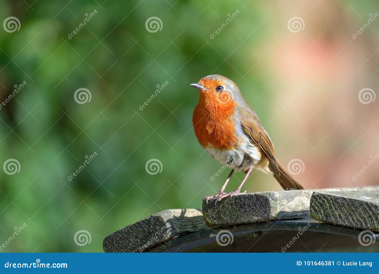 Single Robin on a Park Bench. Stock Image - Image of tree, birds: 101646381