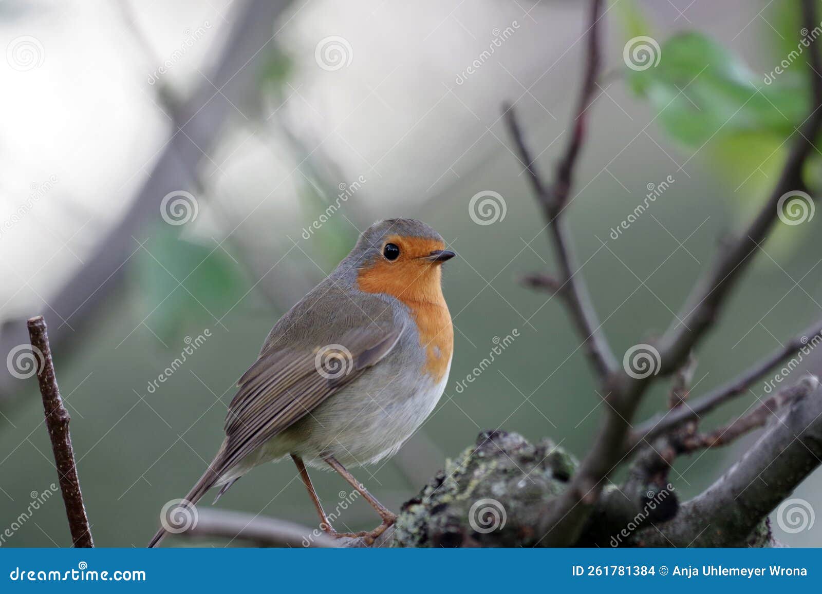A Single Robin Sits on a Branch Stock Photo - Image of erithacus ...