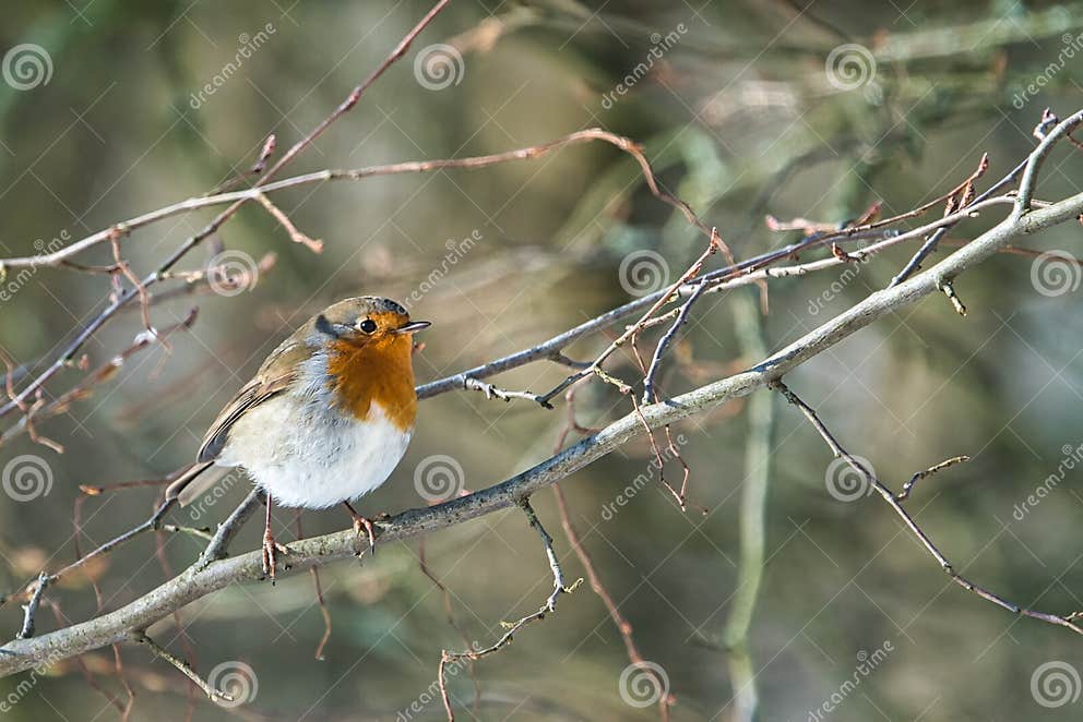 Single robin in the winter stock photo. Image of small - 230658192