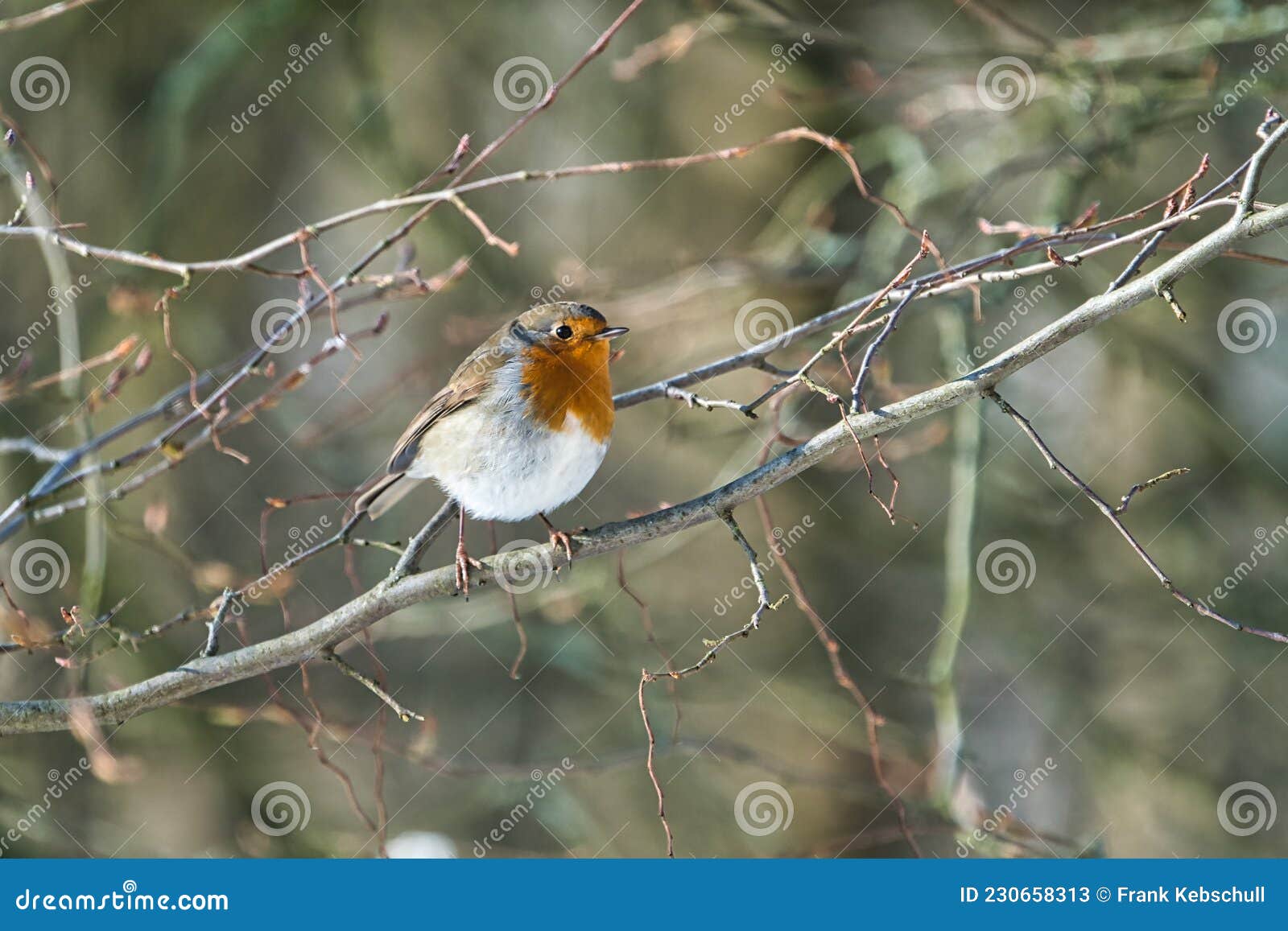 Single robin in the winter stock image. Image of brown - 230658313