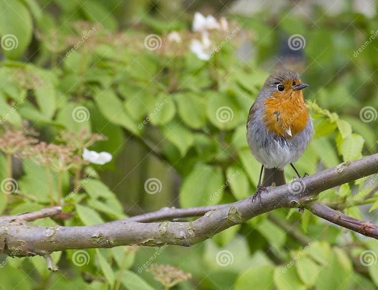 Single robin stock photo. Image of robins, breast, robin - 51324056