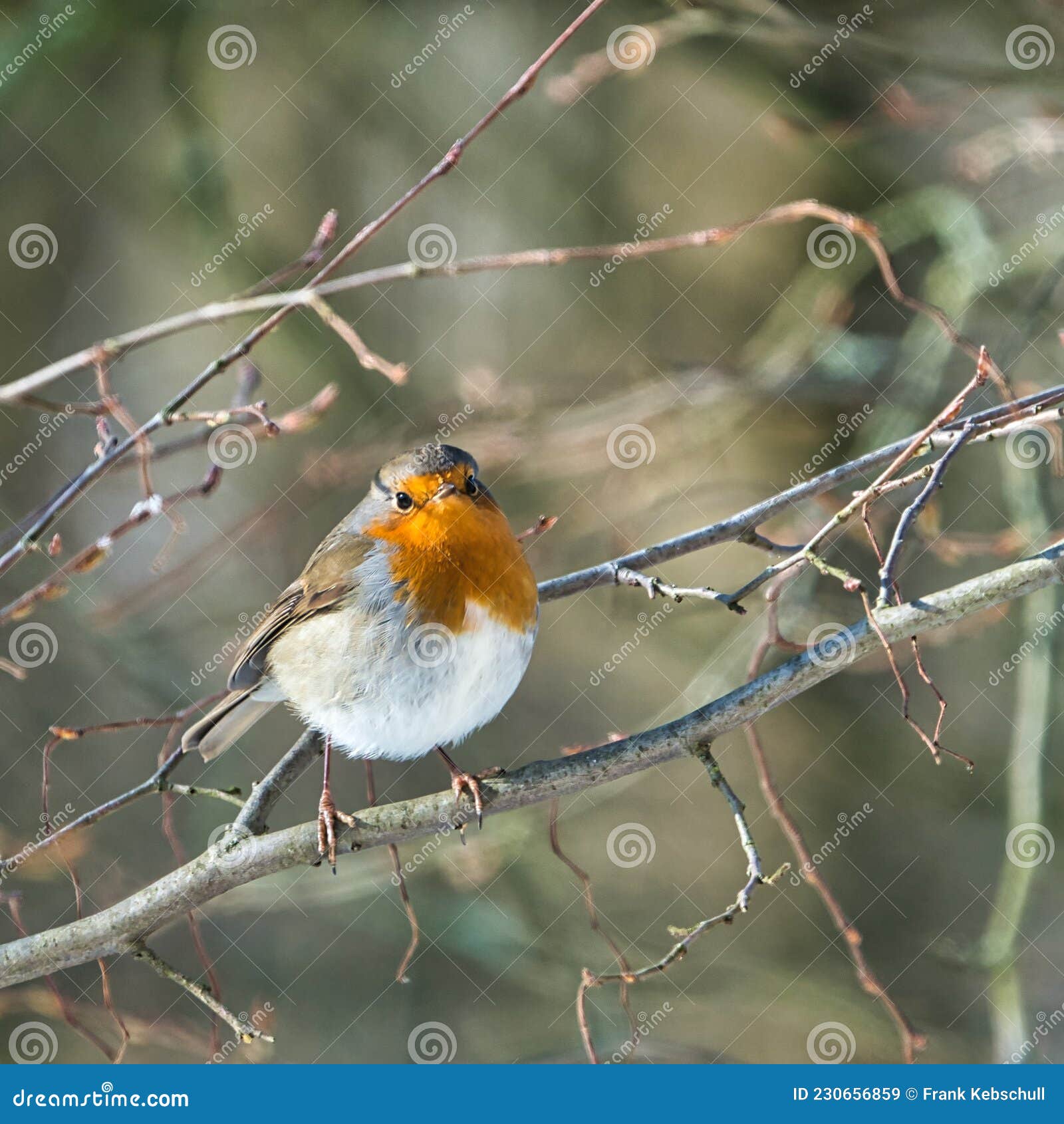 Single robin in the winter stock image. Image of redbreast - 230656859