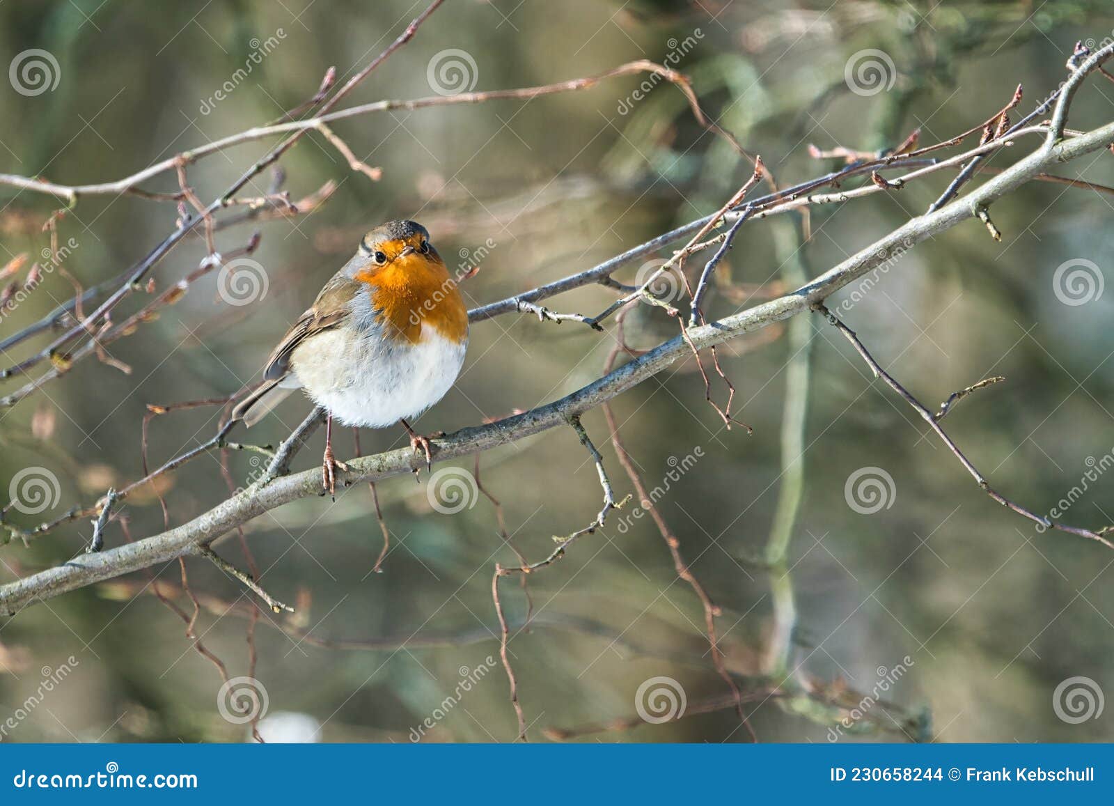Single robin in the winter stock photo. Image of orange - 230658244