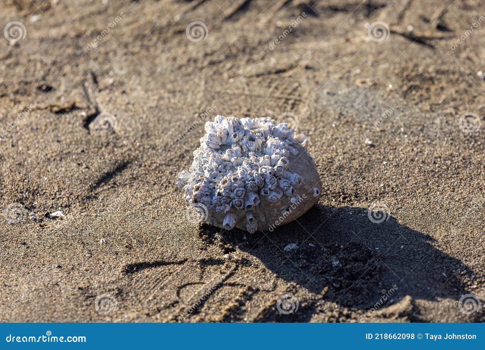 Single Rock Covered in Groups of Barnacles Stock Photo - Image of ...