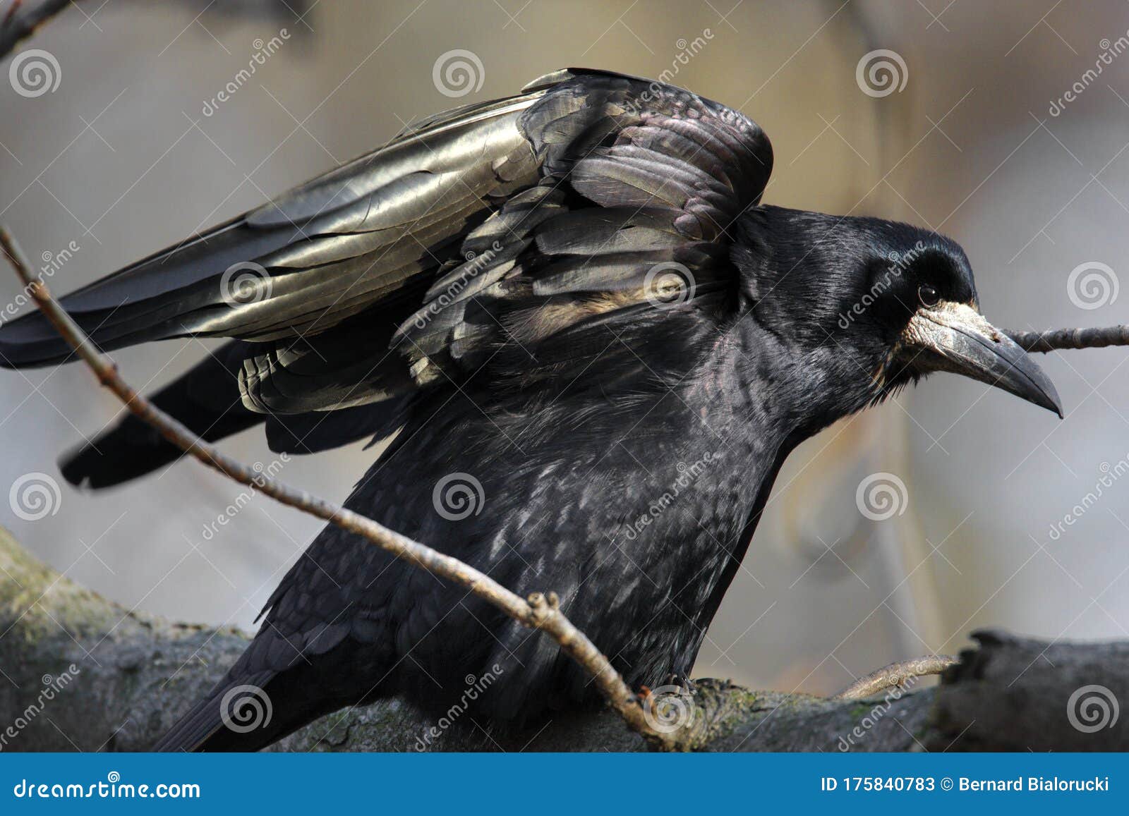Single Rook Bird on a Tree Branch during a Spring Nesting Period Stock ...