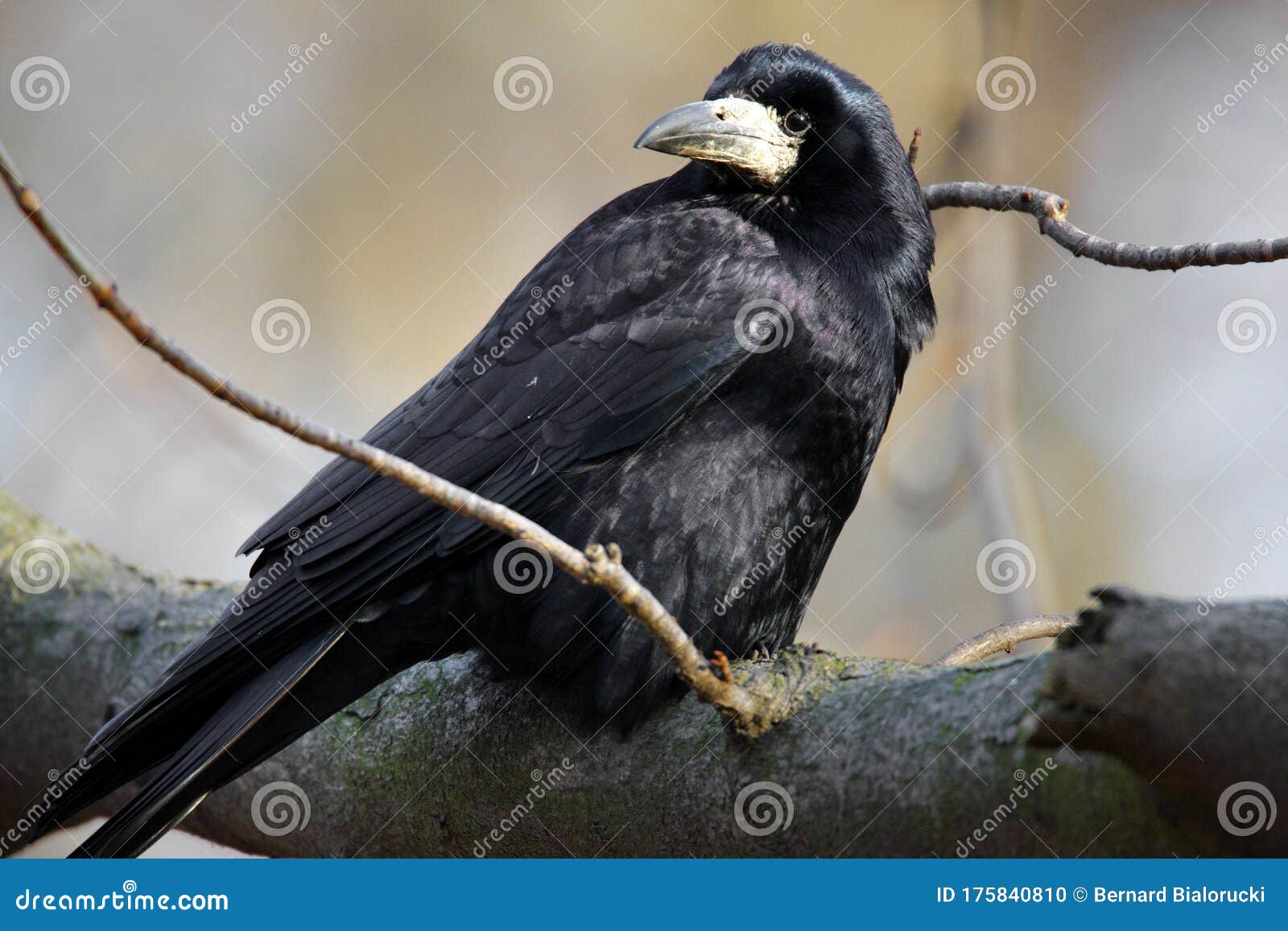 Single Rook Bird on a Tree Branch during a Spring Nesting Period Stock ...