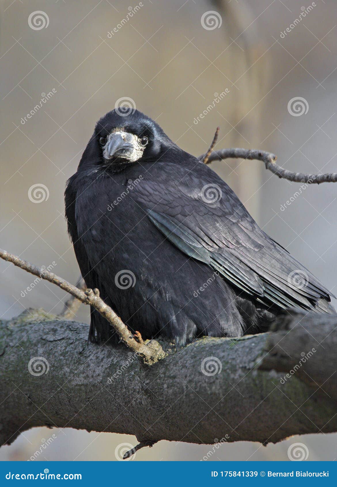 Single Rook Bird on a Tree Branch during a Spring Nesting Period Stock ...